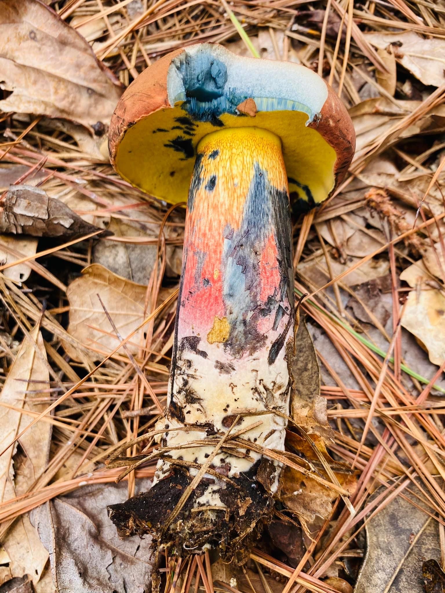 Deep In The Forest Journal Page Tutorial with Inky Mushrooms – Rubber ...